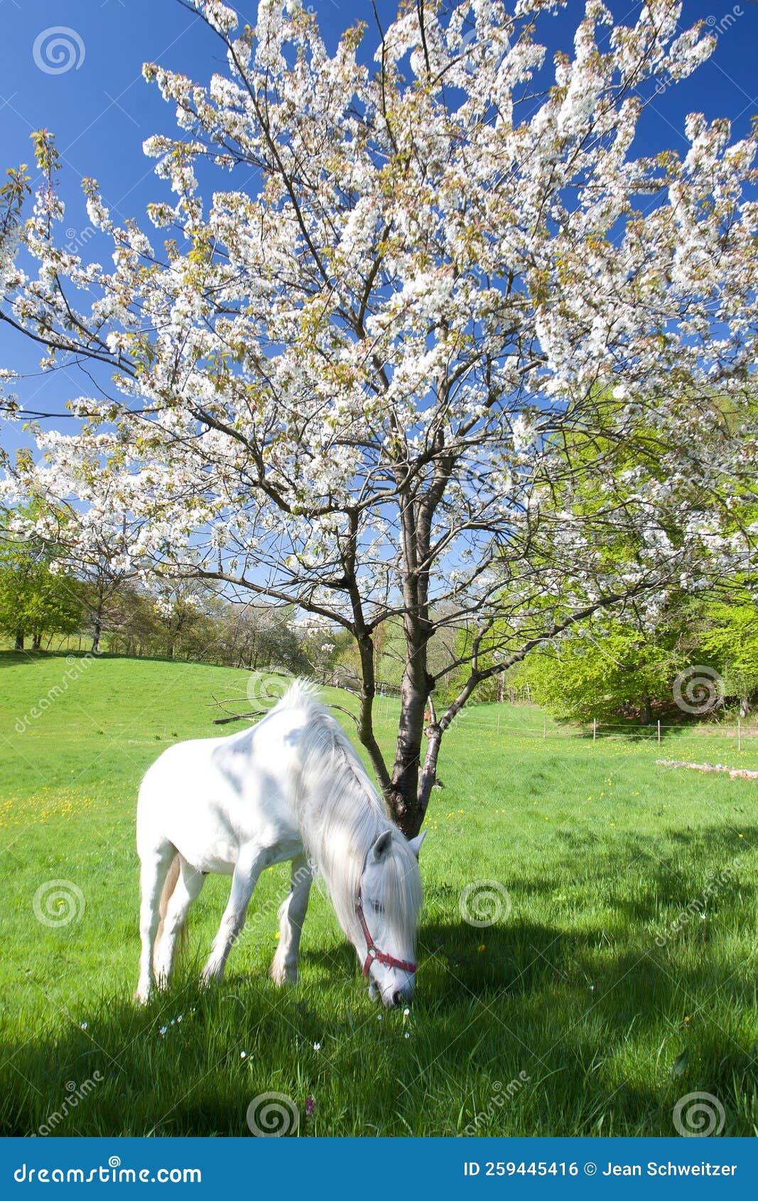 Horse Grazing on a Field in Spring in Denmark Stock Photo - Image of ...