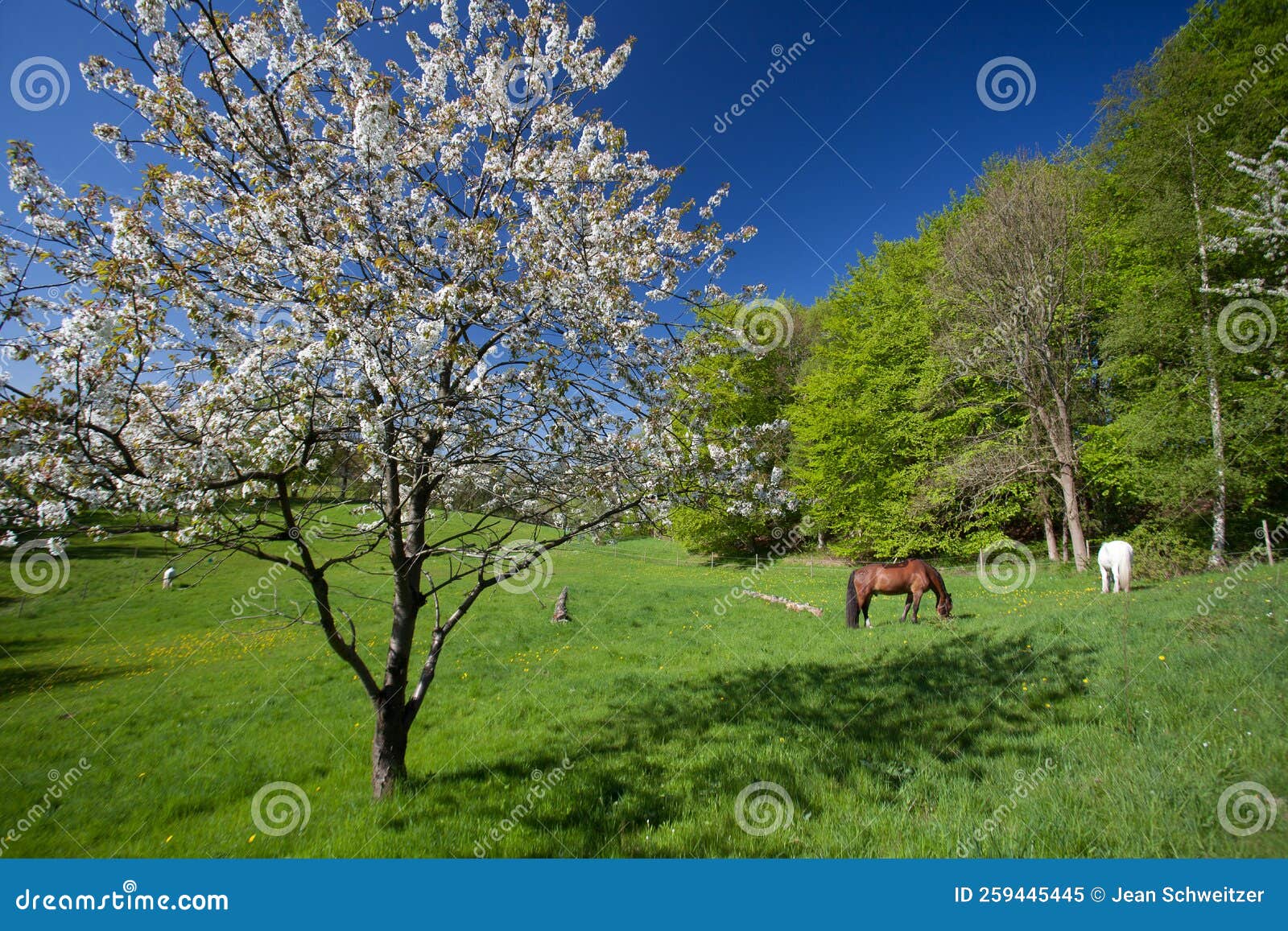 Horse Grazing on a Field in Spring in Denmark Stock Image - Image of ...