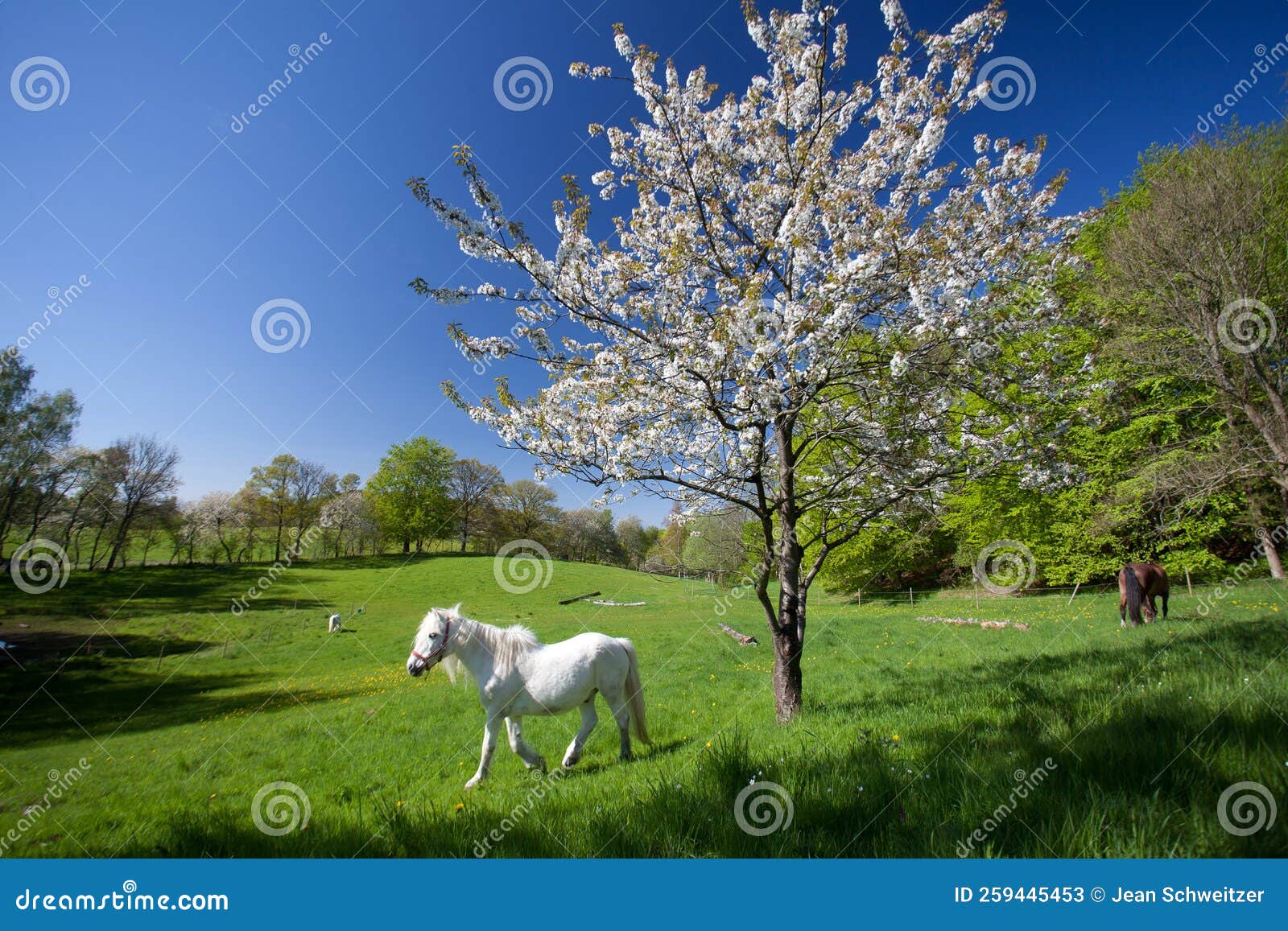 Horse Grazing on a Field in Spring in Denmark Stock Image - Image of ...