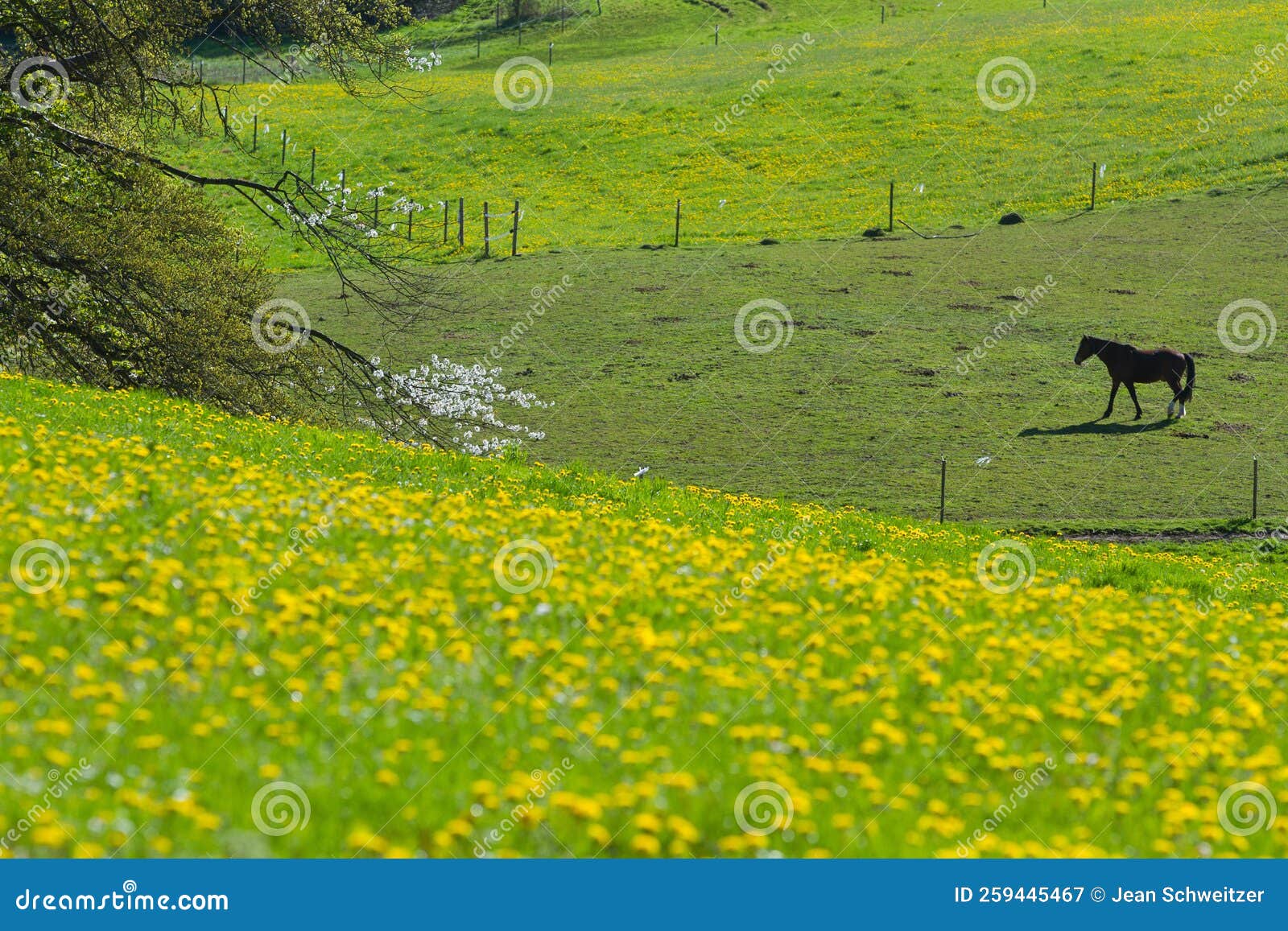 Horse Grazing on a Field in Spring in Denmark Stock Image - Image of ...