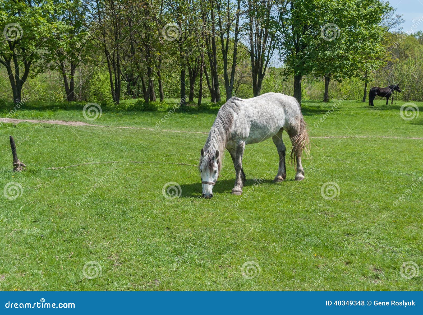Horse grazing grass stock photo. Image of footed, landscape - 40349348