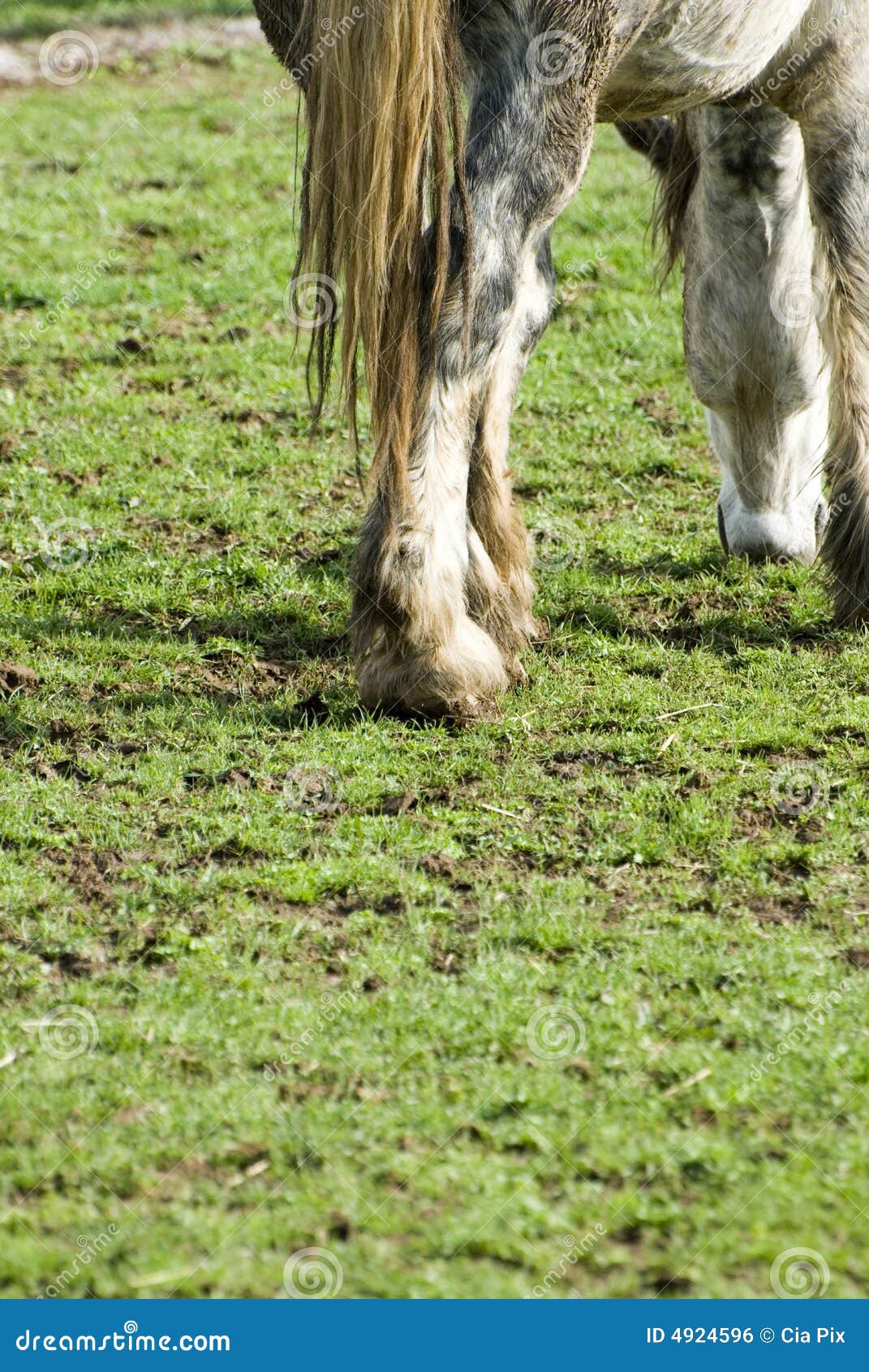 Horse Grazing on Green Field Stock Photo - Image of hoofs, nature: 4924596