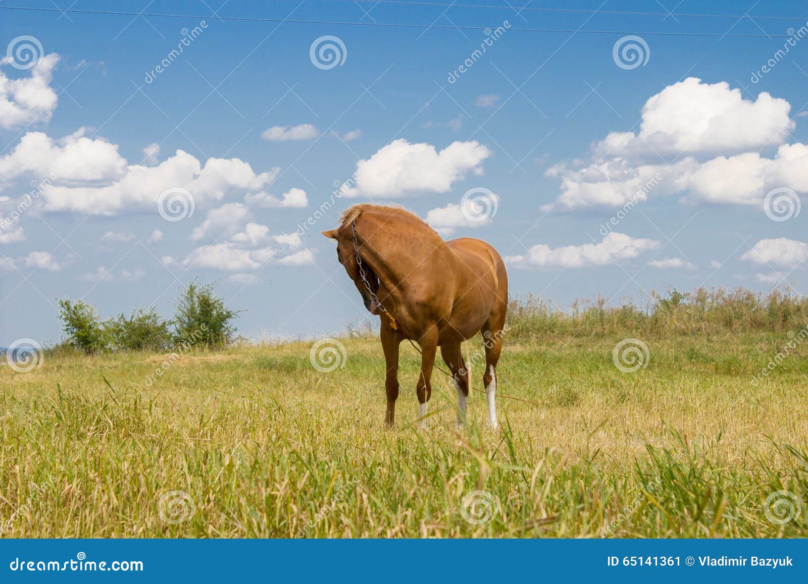Horse grazing in spring stock image. Image of landscape - 65141361