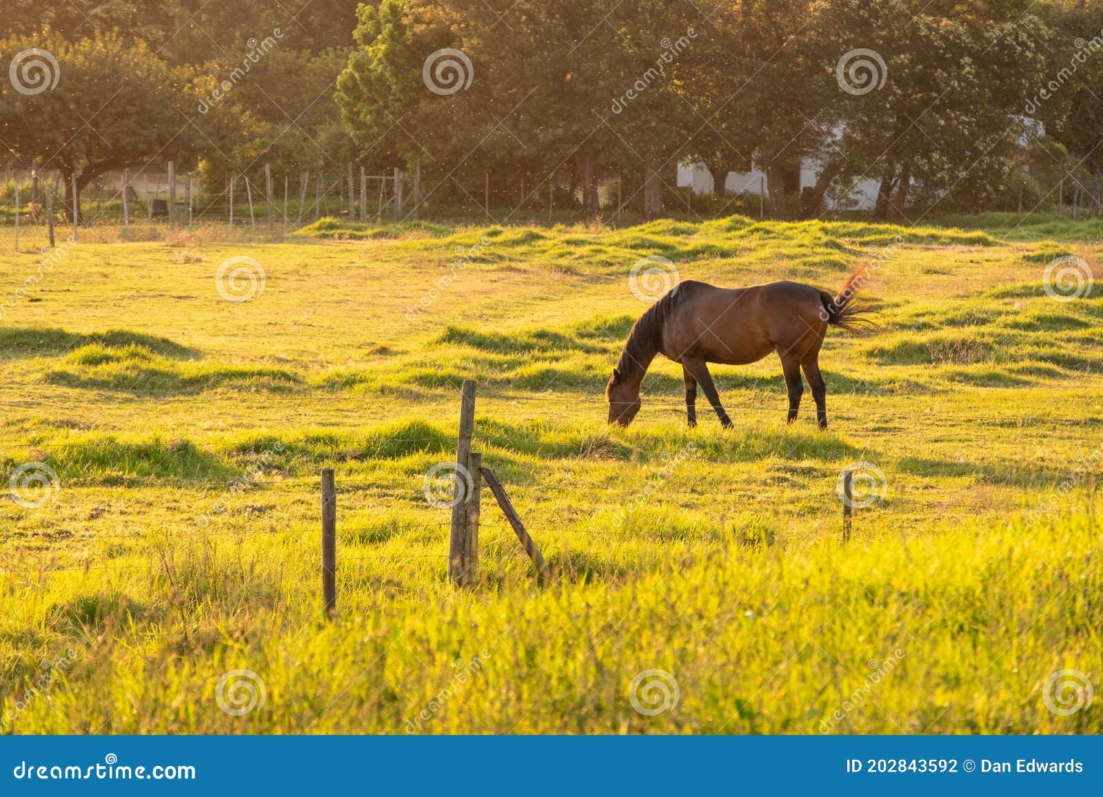 Horse grazing at sunset stock photo. Image of grass - 202843592