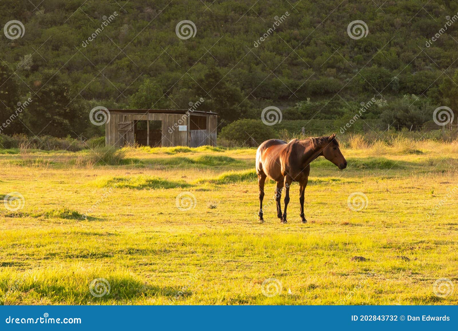 Horse grazing at sunset stock photo. Image of beauty - 202843732