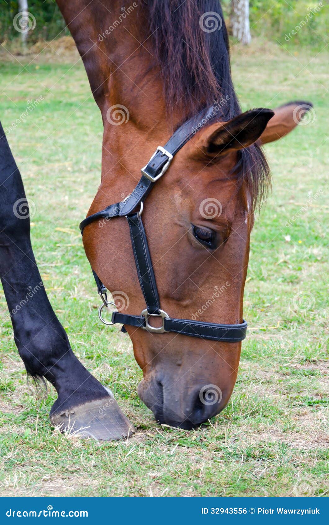 Horse grazing stock photo. Image of mammal, close, mane - 32943556