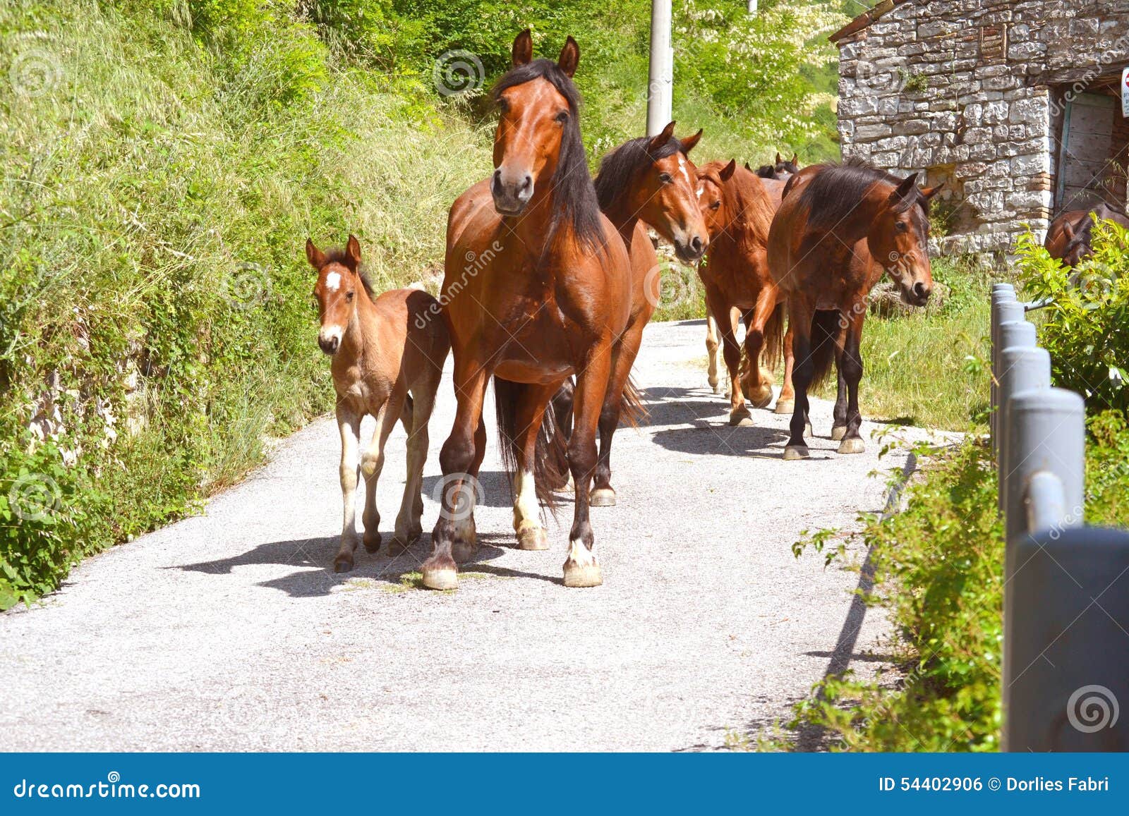 Horse Group with foal. stock photo. Image of landscape - 54402906