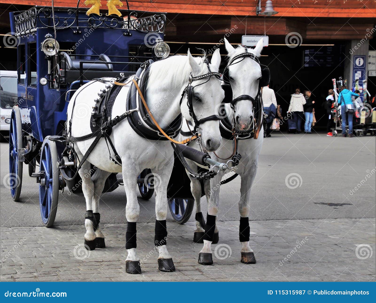 Horse Harness, Horse, Carriage, Horse And Buggy Picture. Image: 115315987