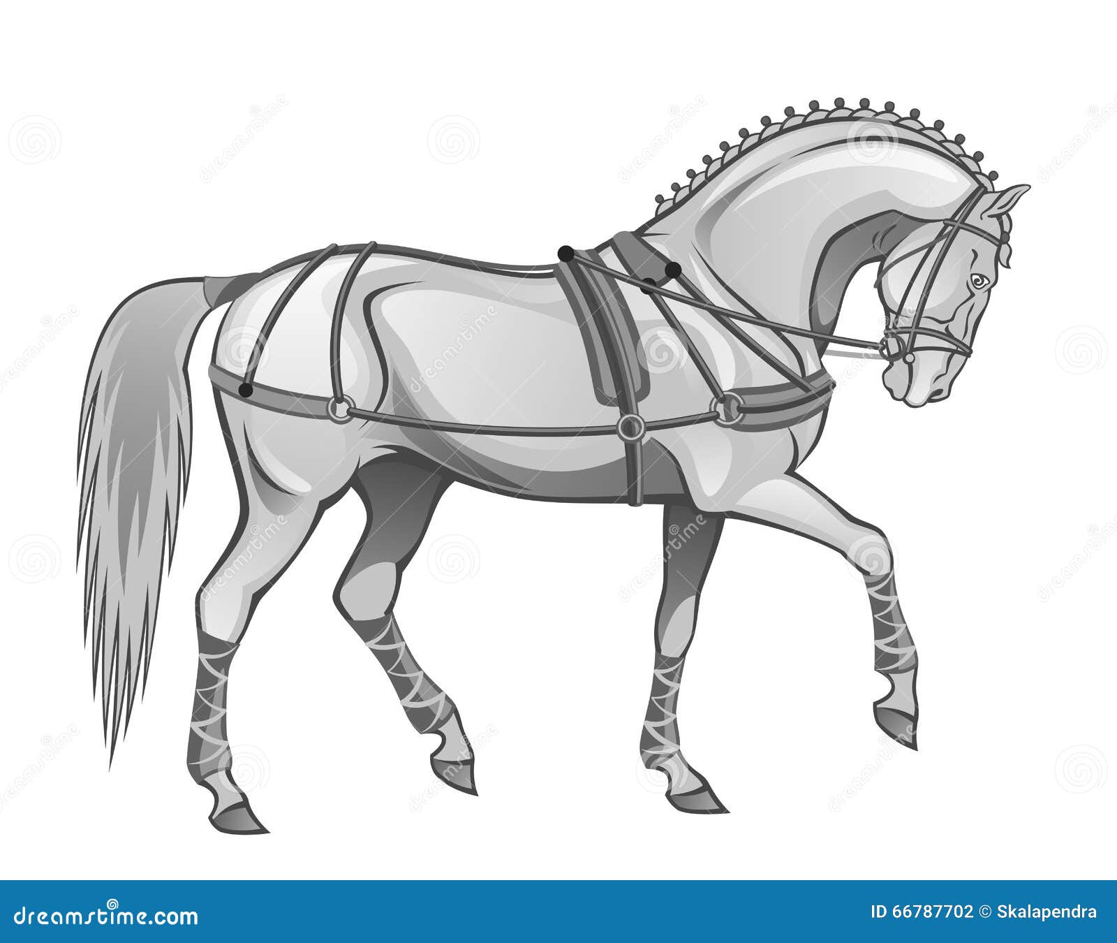 Horse In Harness Vector Illustration | CartoonDealer.com #66787702