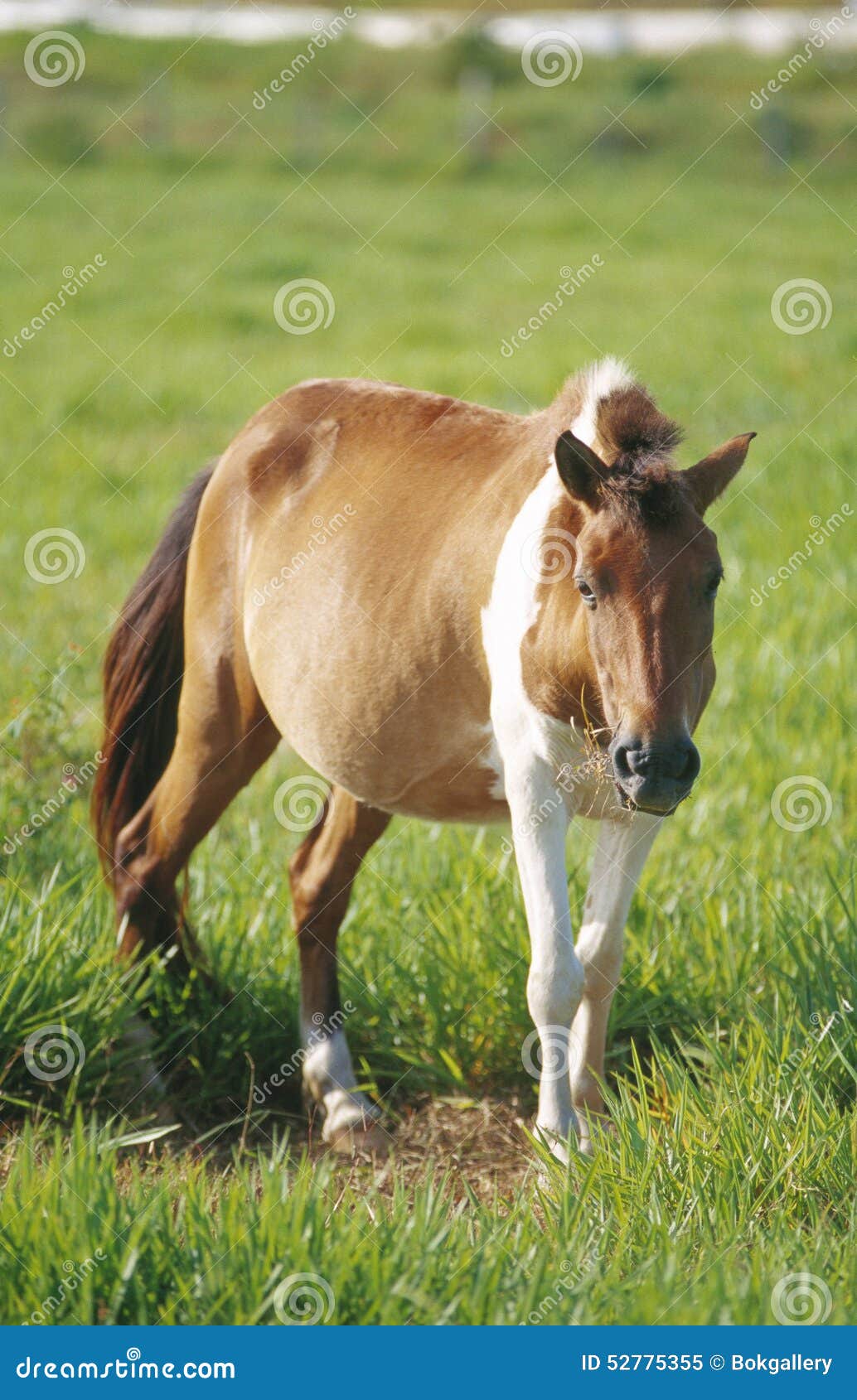 Horse stock image. Image of animal, farm, legs, wildlife - 52775355