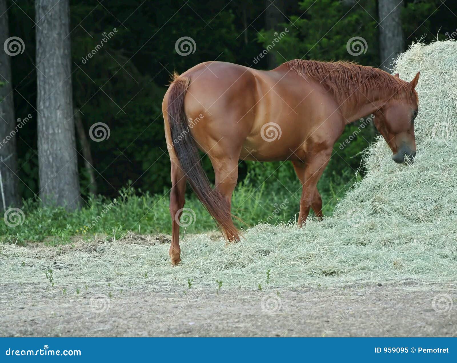 Horse Having Dinner stock image. Image of caballus, equidae - 959095