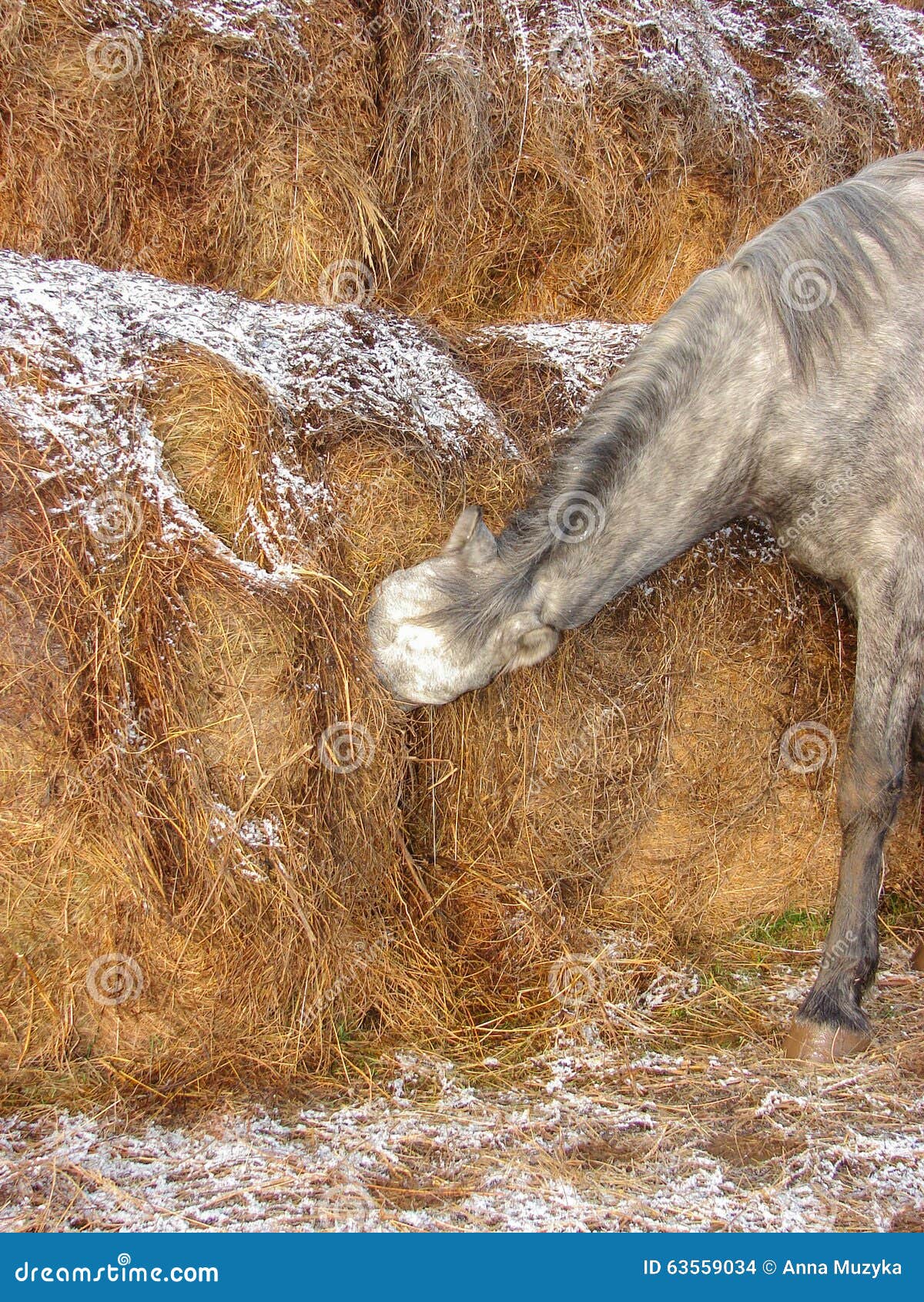 Horse and hay stock photo. Image of farm, hole, chewing - 63559034
