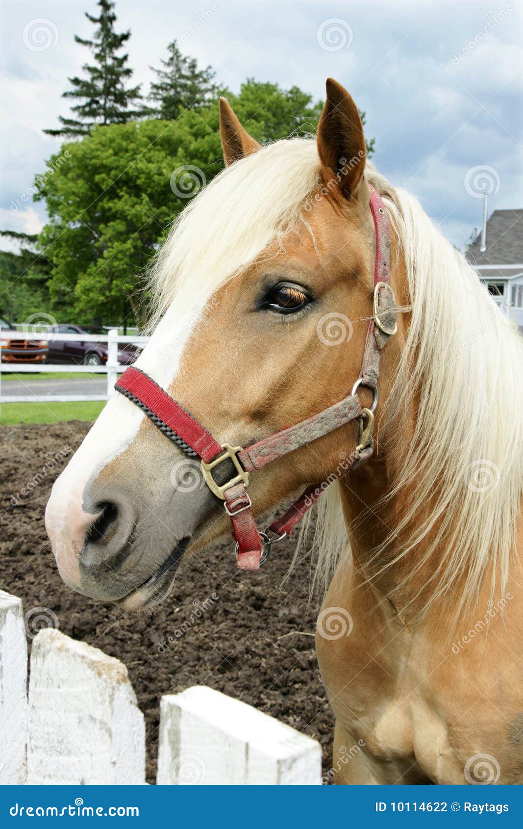 Horse head stock photo. Image of closeup, head, beautiful - 10114622