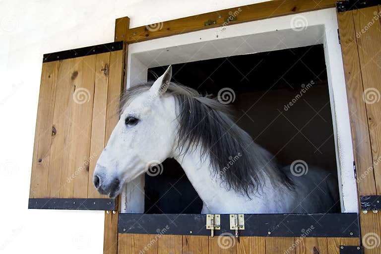Horse head stock photo. Image of forelock, head, hand - 1830880