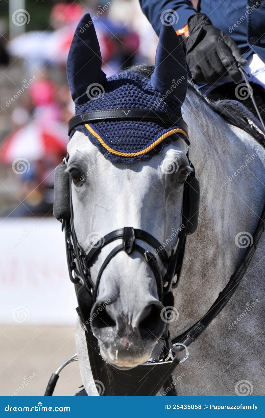 Horse head editorial stock photo. Image of competed, competitive - 26435058