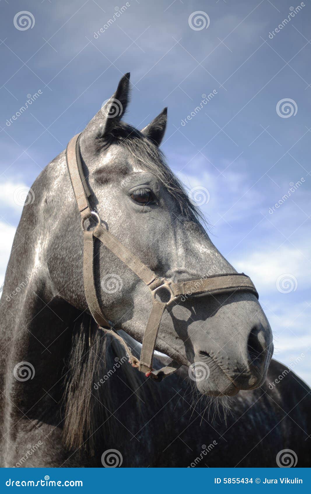 Horse head stock photo. Image of animal, halter, looking - 5855434
