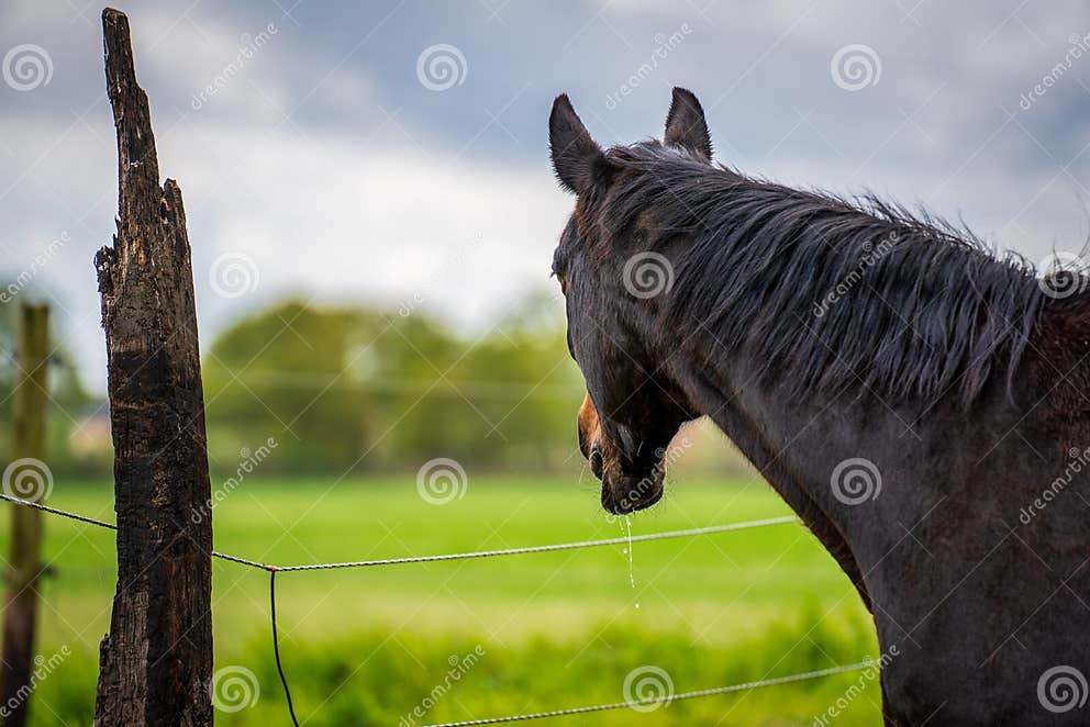 Horse Head of a Black Horse. Stock Image - Image of horse, nature ...