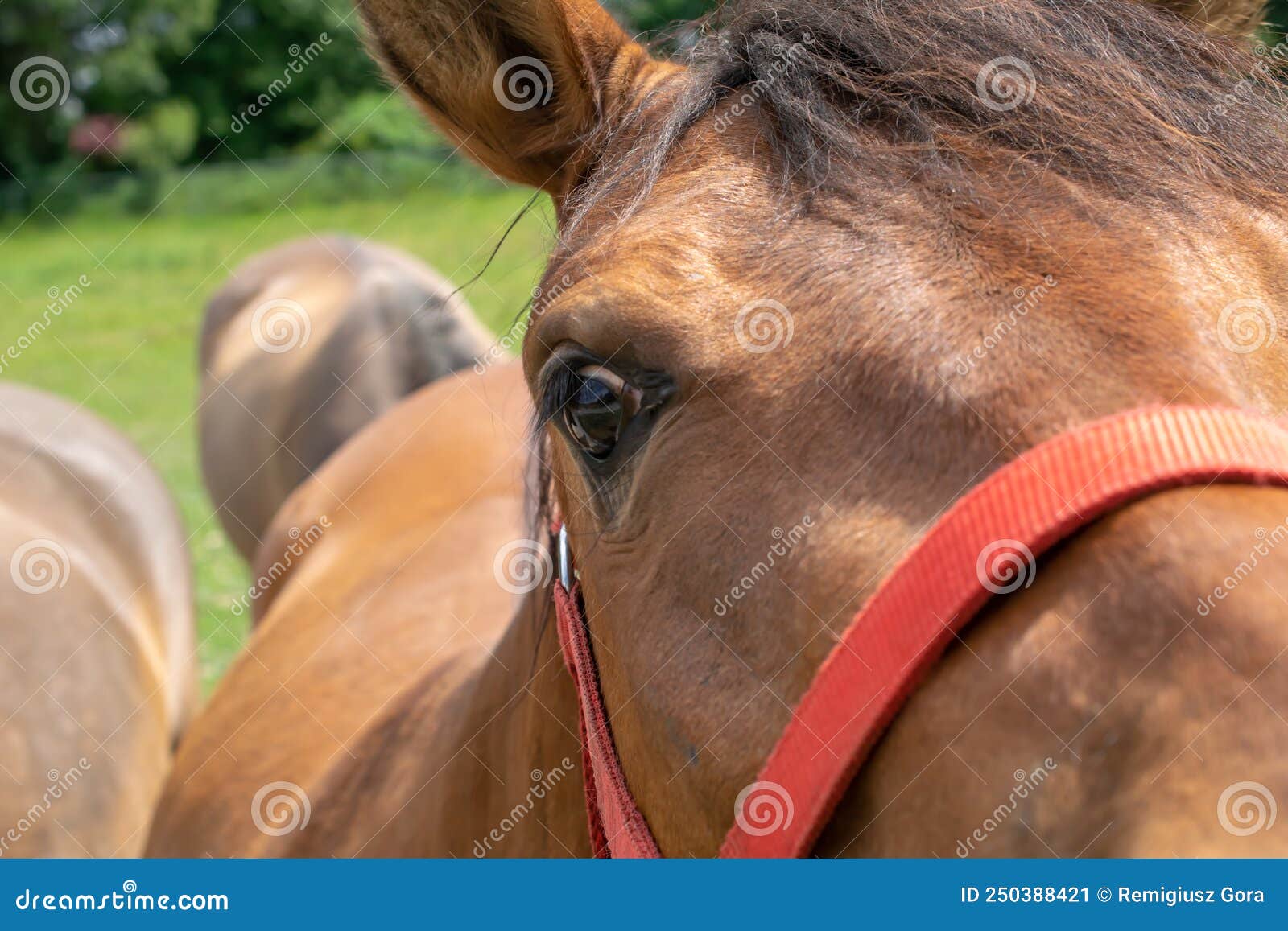 Horse Head, Close Encounter with the Horse Stock Image - Image of ...