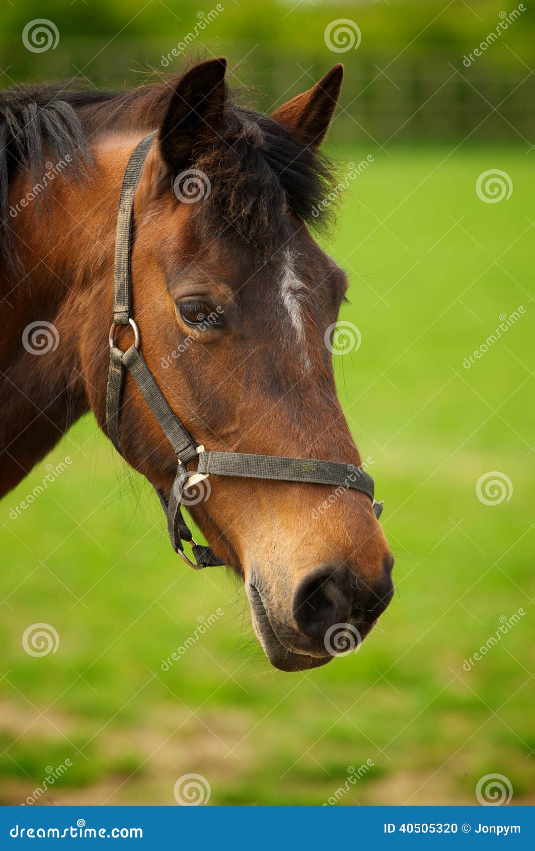 Horse Head stock photo. Image of clean, agricultural - 40505320