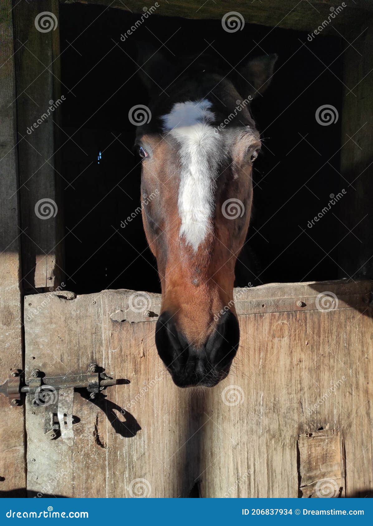 Horse Head Figure in Stableman Stock Photo - Image of wood, iron: 206837934