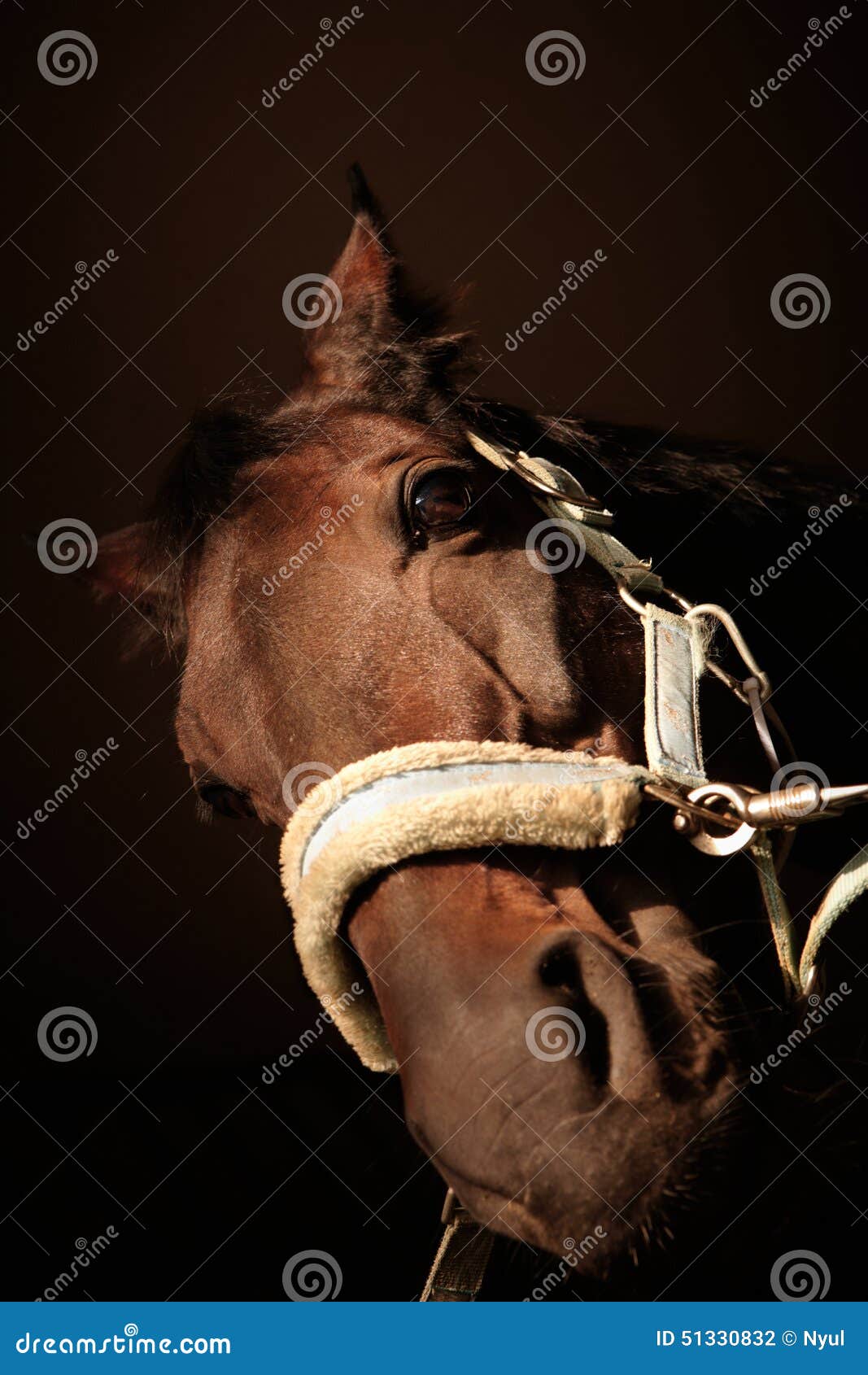 Horse Head Photographed from Below Stock Photo - Image of close, reins ...