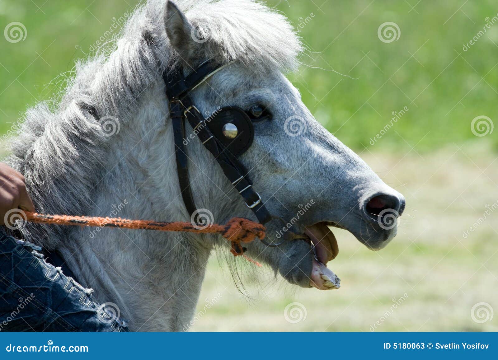 Horse Head-Pony stock image. Image of equine, animals - 5180063