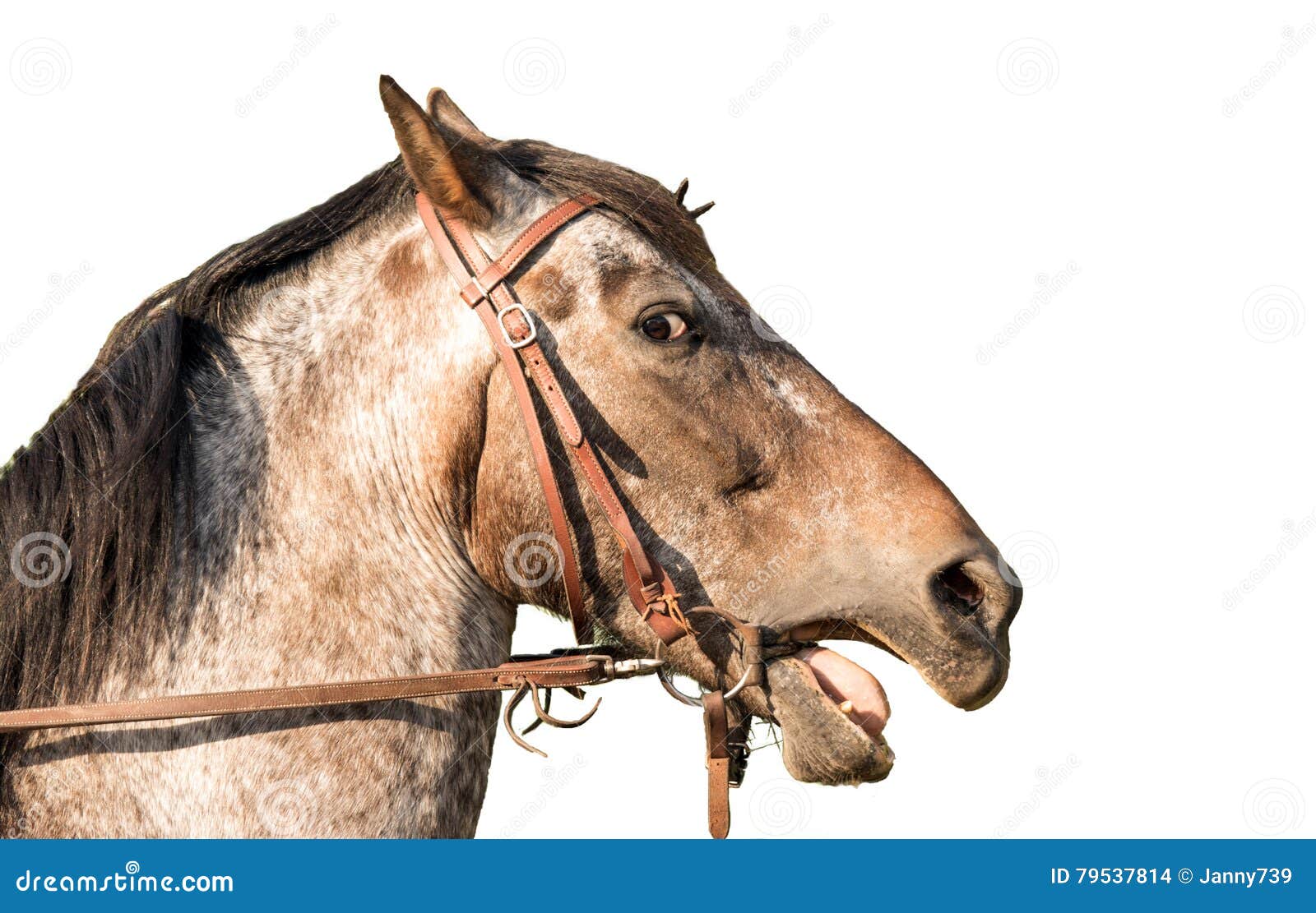 Horse head a Quarter Horse stock photo. Image of bridle - 79537814
