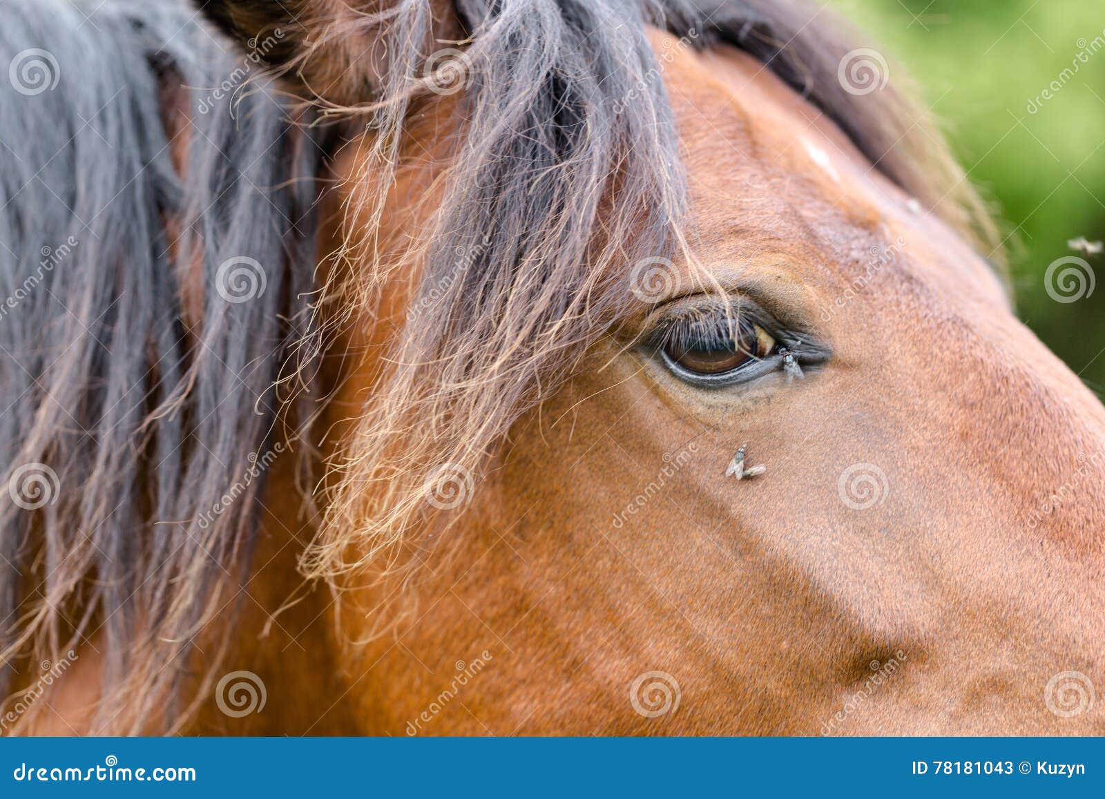 Horse head stock image. Image of field, black, beauty - 78181043