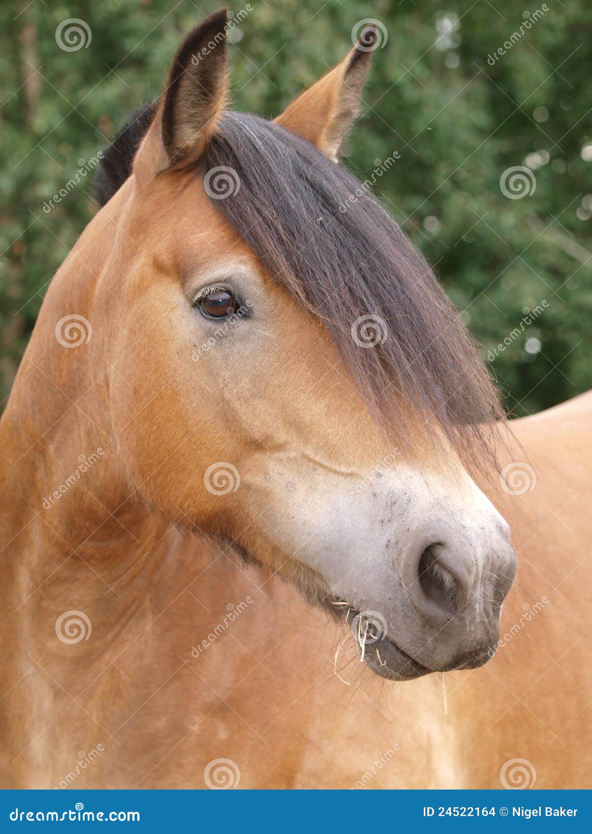 Horse Headshot stock photo. Image of head, riding, equine - 24522164