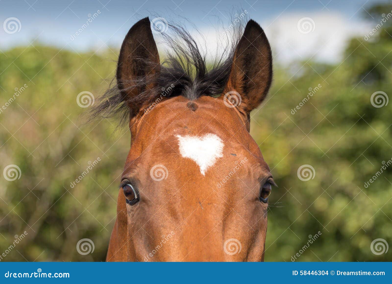 Horse with heart marking stock photo. Image of heart - 58446304