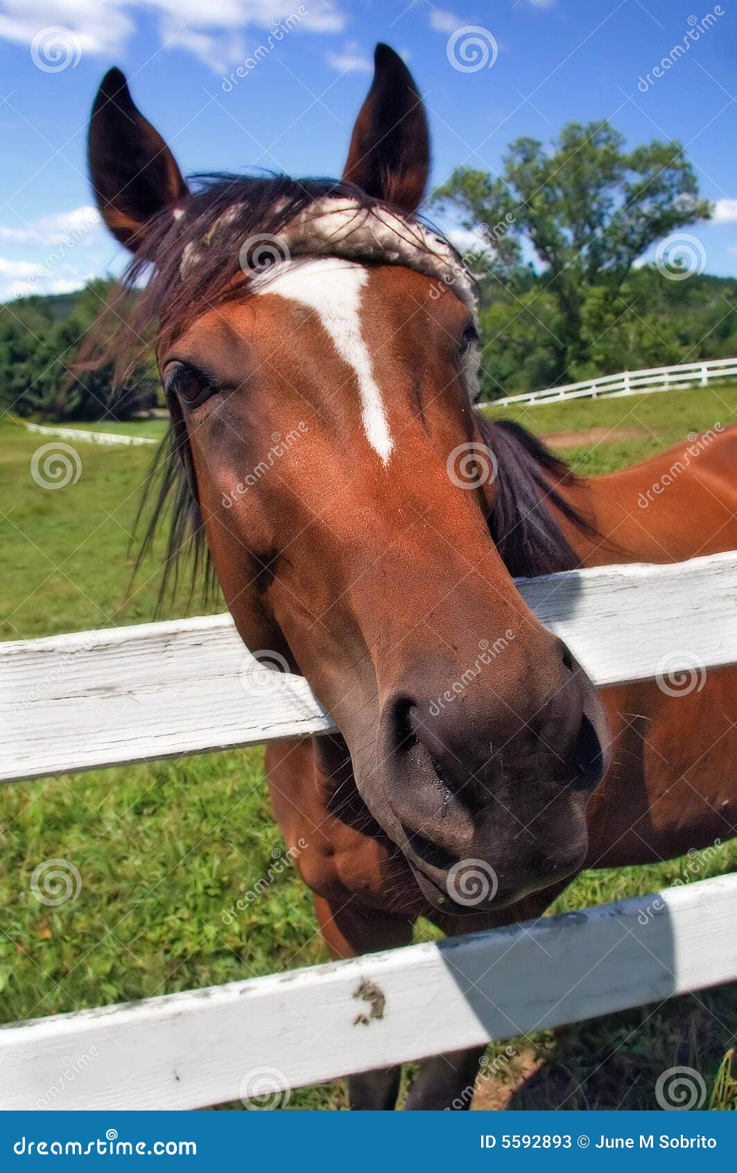 Horse Hello stock image. Image of farm, domesticated, fence - 5592893