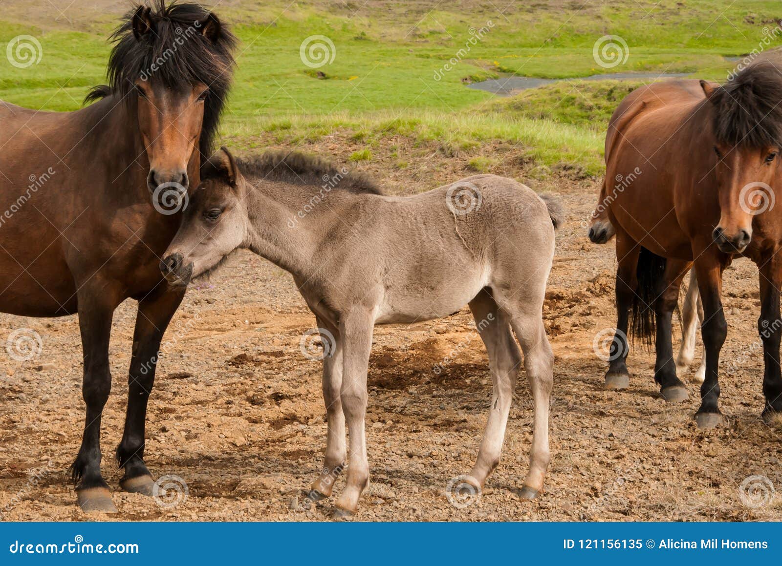 Horse and her little foal stock image. Image of grazing - 121156135