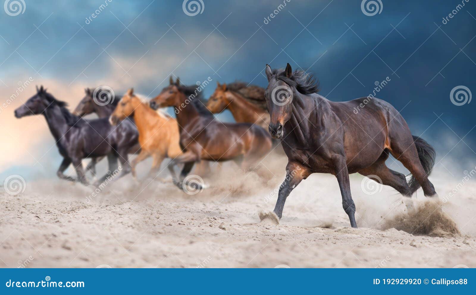 Horse Herd Galloping on Desert Stock Photo - Image of galloping, mammal ...
