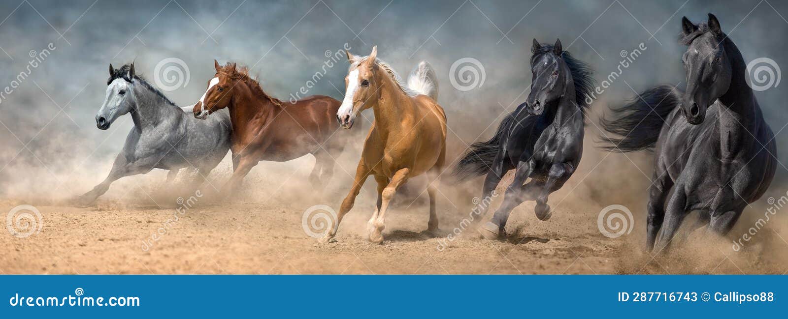 Horses galloping in dust stock image. Image of stallion - 287716743