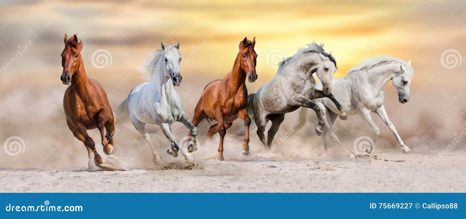 Horse herd run stock image. Image of dust, fast, mane - 75669227