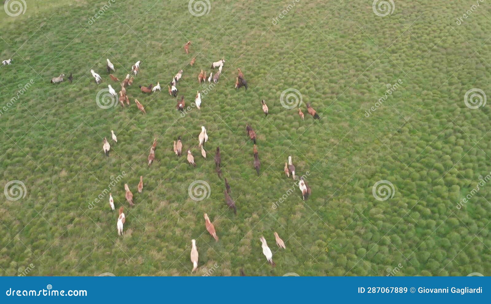 Horse Herd Run on Pasture, Aerial View Stock Video - Video of ...