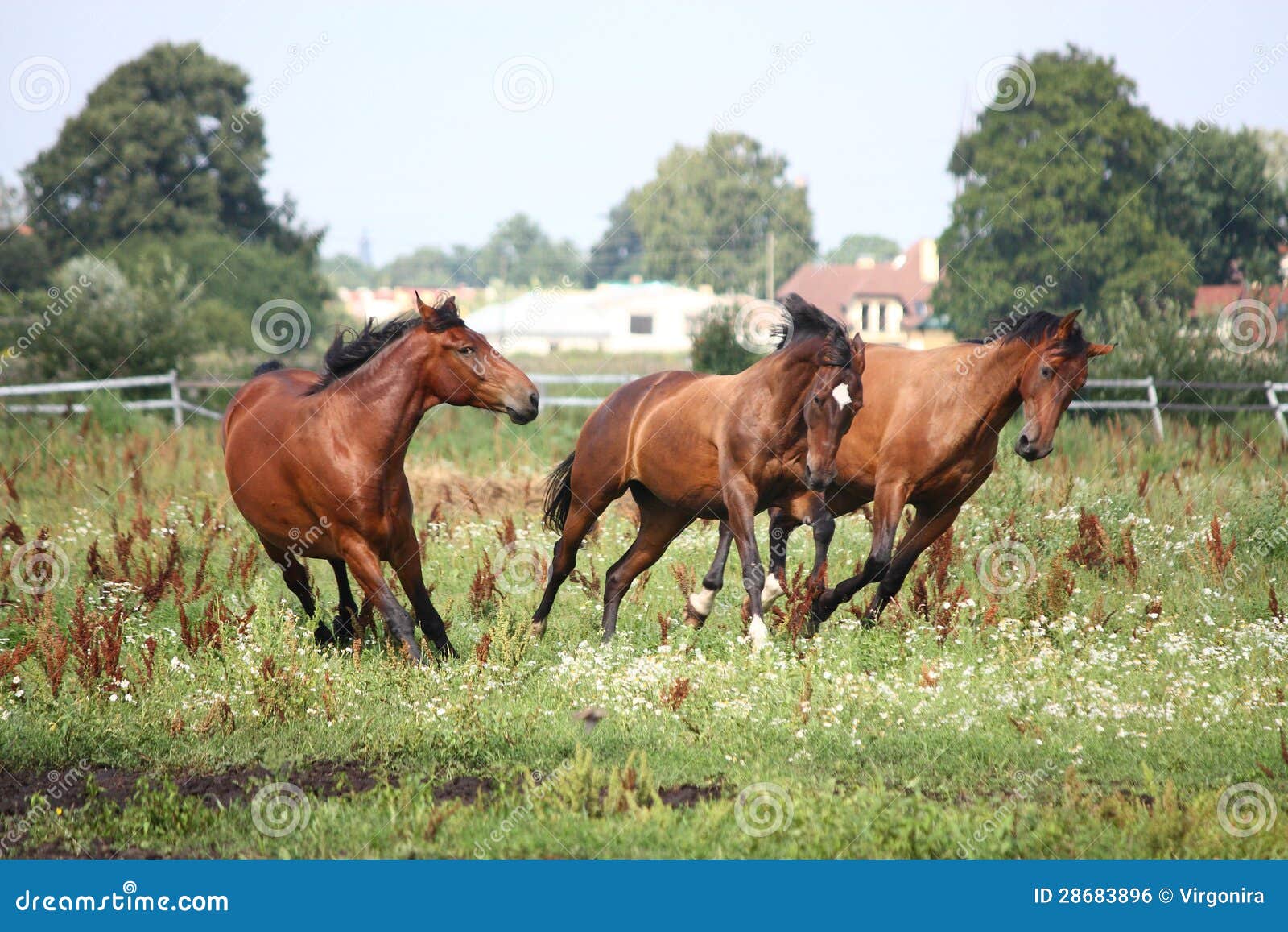 Herd Of Running Free Grazing Unsuited Bay, Sorrel Mongolian Horses With ...
