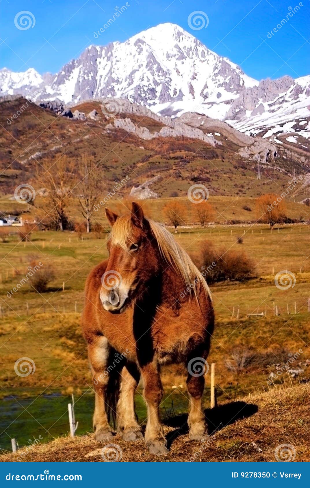 Horse in Hi Natural Environment. Stock Photo - Image of nature, animal ...
