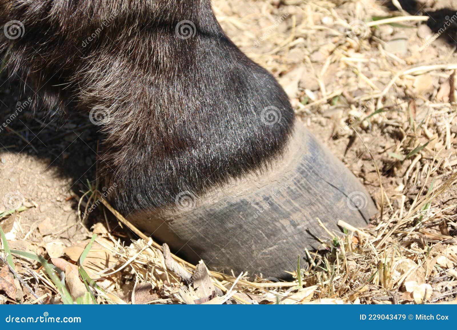 Horse Hoof stock image. Image of horse, wildlife, hoof - 229043479