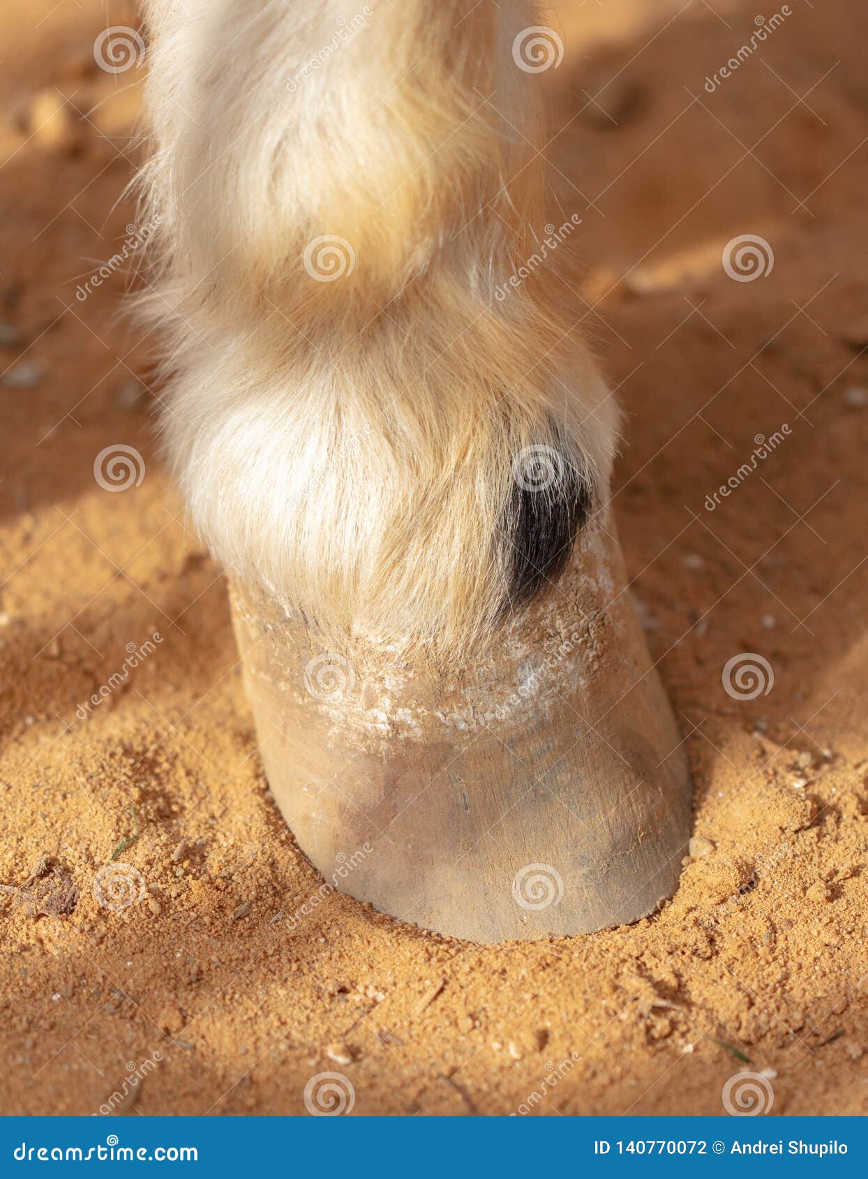 Horse Hoof on Sand in a Zoo Stock Photo - Image of closeup, shoe: 140770072