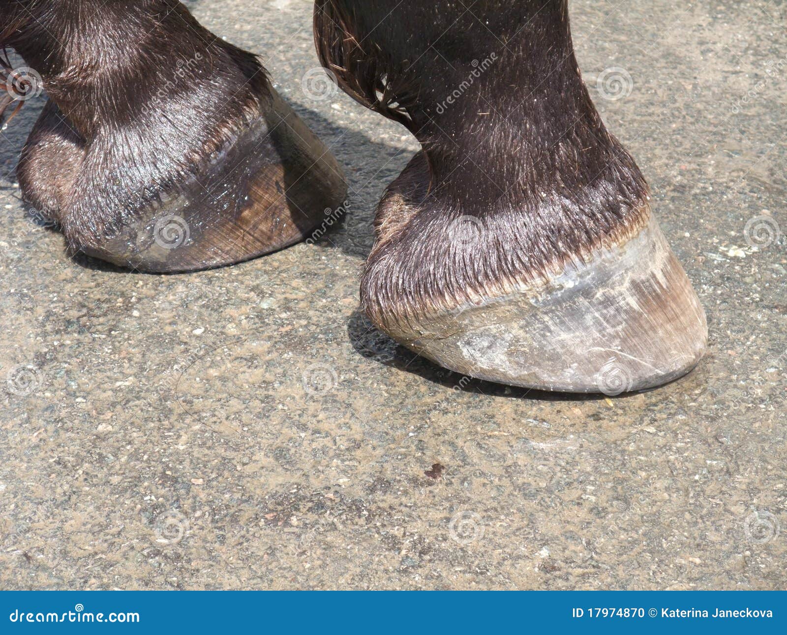 Horse Hooves Stock Photo - Image: 17974870