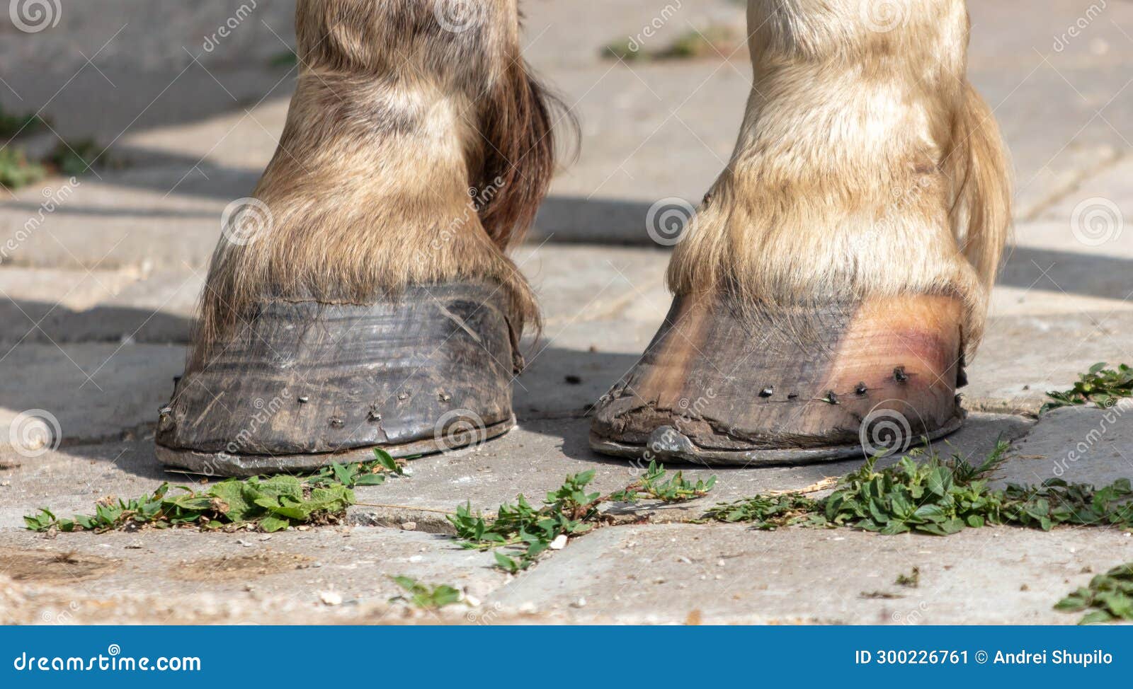 Horse Hooves on the Asphalt Stock Image - Image of beast, horse: 300226761