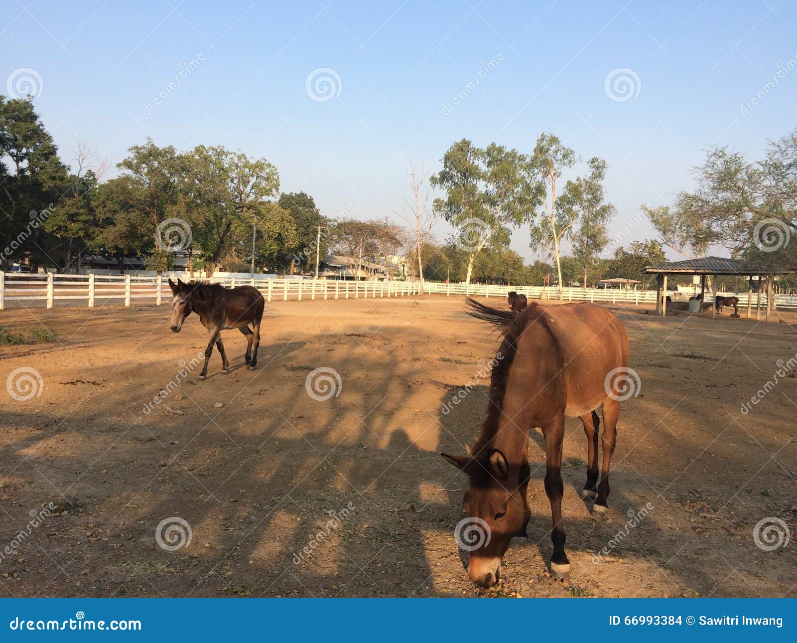 Horse Horses Farm Ranch Field Stock Photo - Image of fields, horse ...