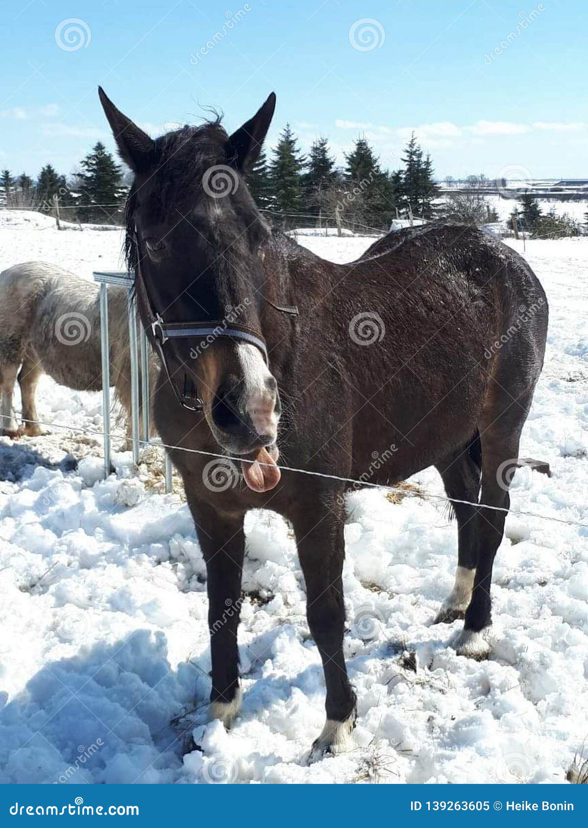 Horse stock image. Image of horse, winterfun, horses - 139263605