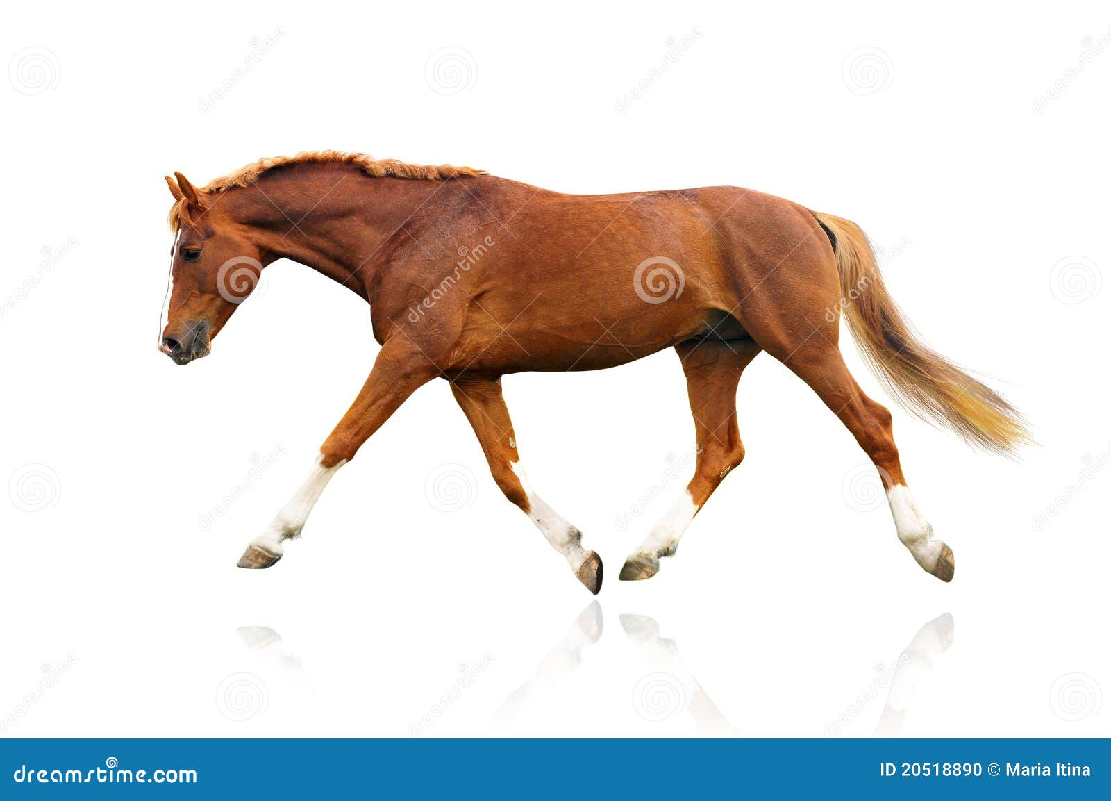 Horse isolated stock photo. Image of beast, canter, farm - 20518890