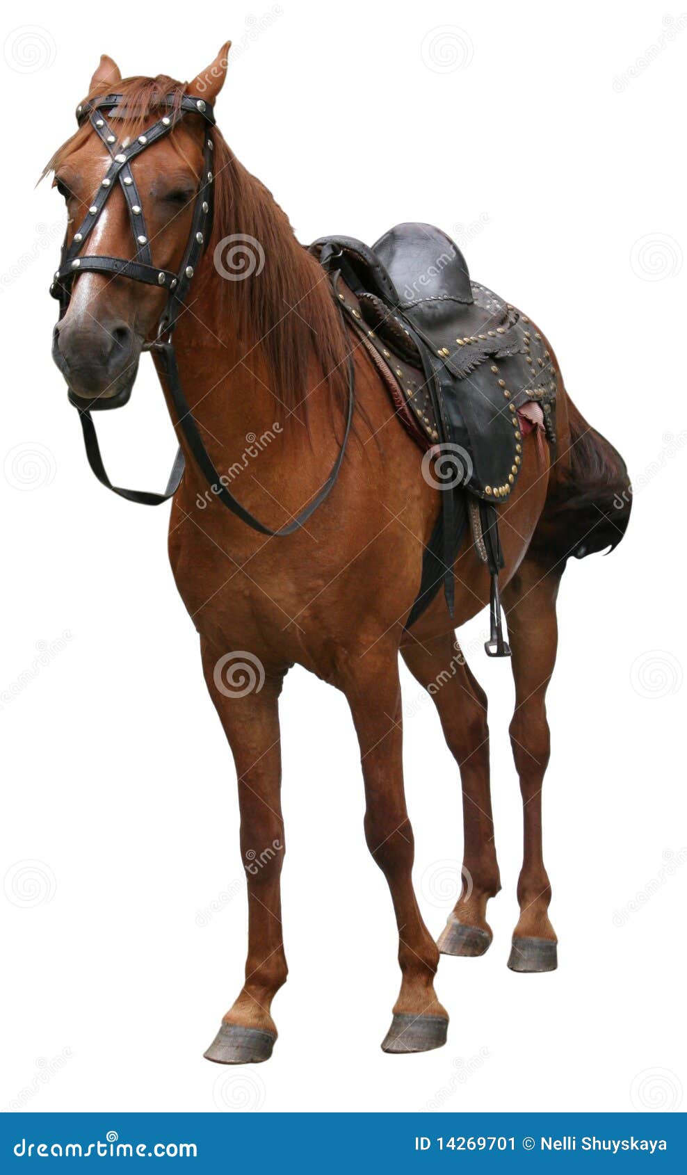 Horse isolated on white stock image. Image of purebred - 14269701