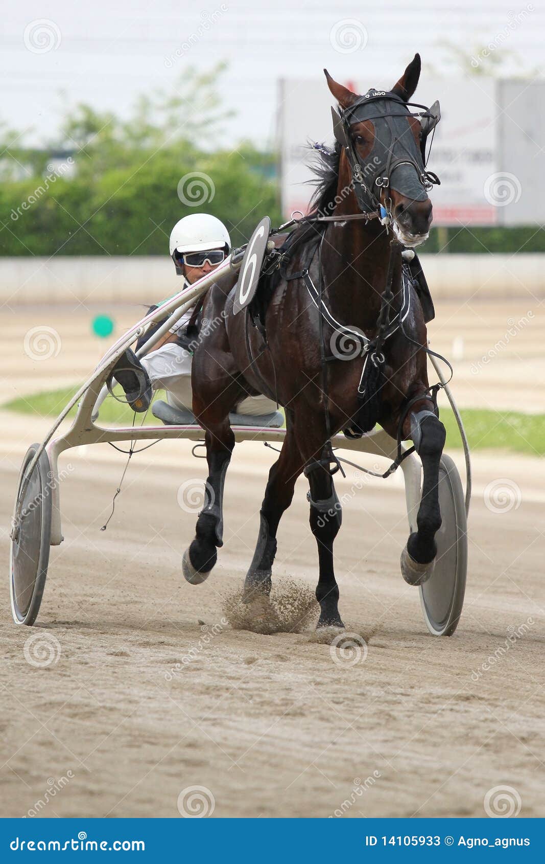 Horse Italian racing editorial stock photo. Image of equine - 14105933