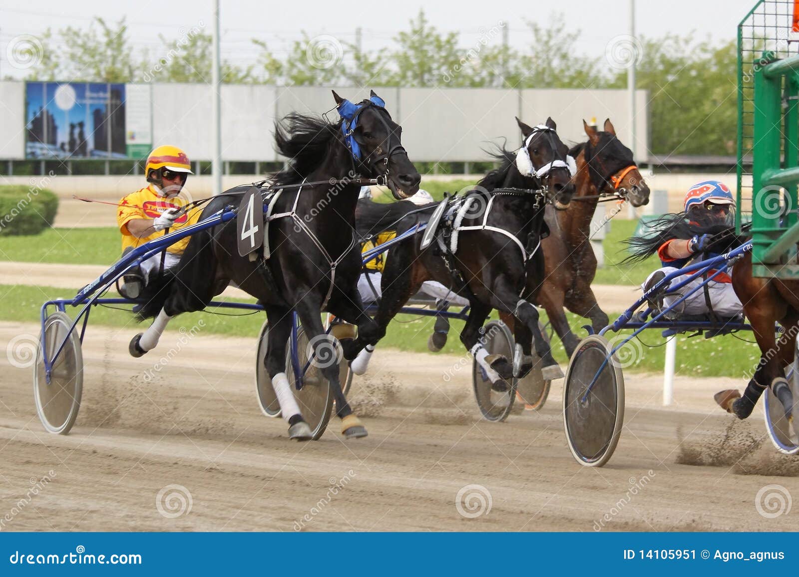 Horse Italian racing editorial photo. Image of handicap - 14105951