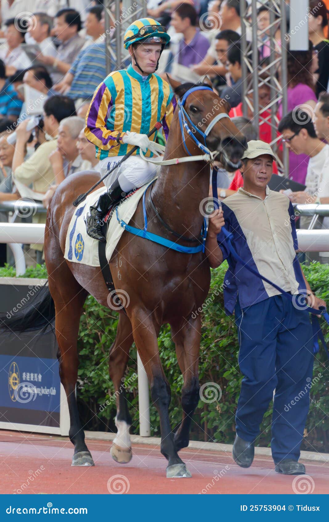 Horse with Jockey editorial stock image. Image of angry - 25753904
