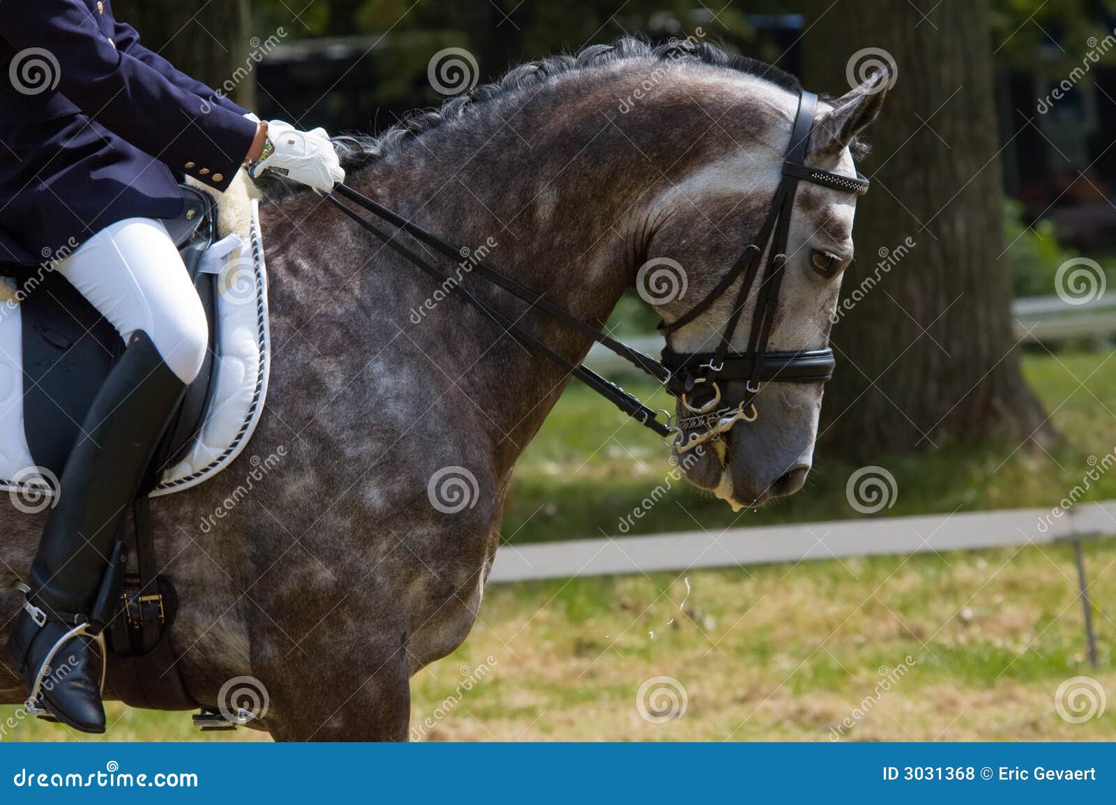 Horse and jockey stock photo. Image of brown, breed, nature - 3031368